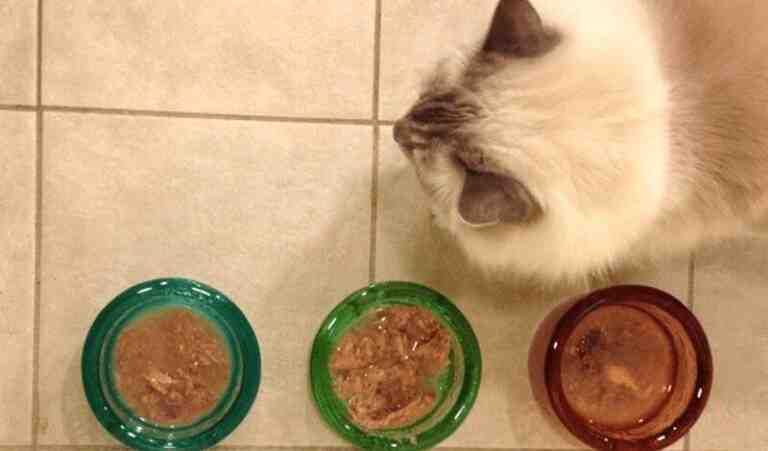Should I Leave Food Out For My Cat At Night: Best 10 Tips To Avoid ...