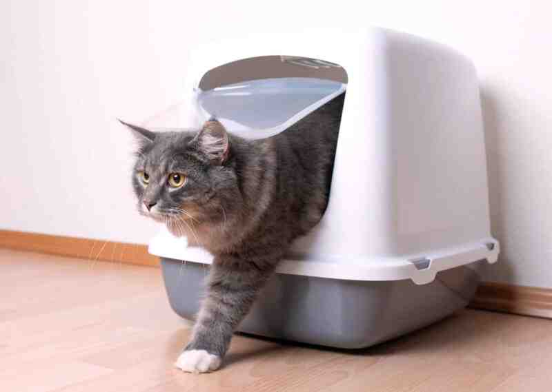 What Ingredient in Cat Food Causes Crystals in Urine? Best 3 Steps for ...