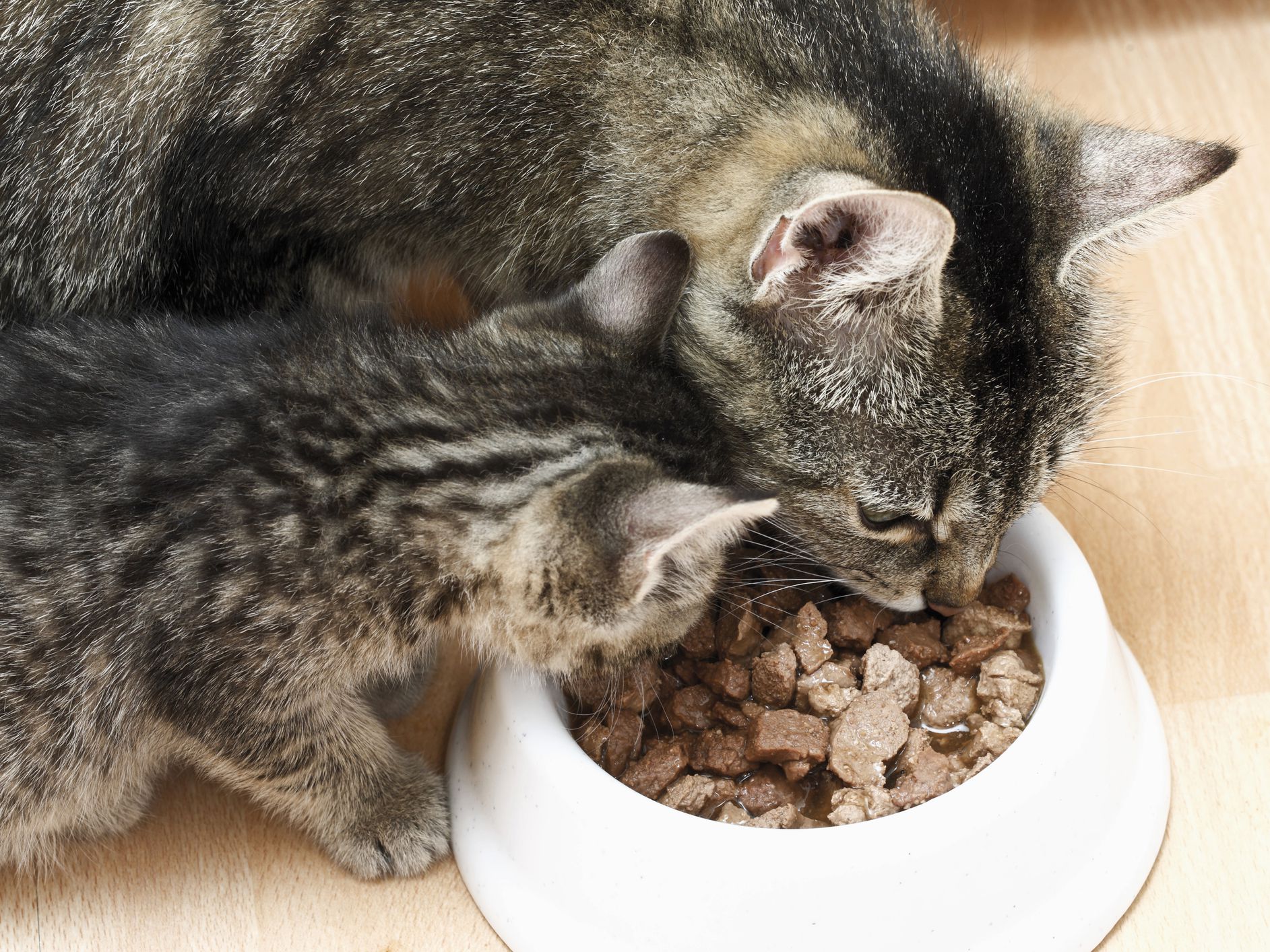 What Ingredients to Look for in Cat Food? Best 4 Ingredients - Perfect ...