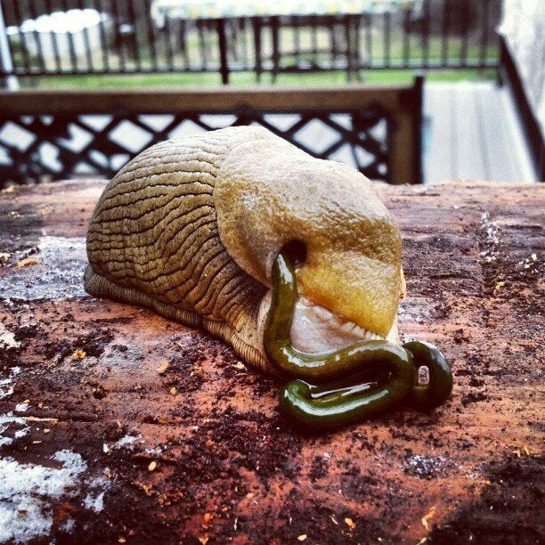 How to Keep Slugs Away from Cat Food? Best 4 Ways - Perfect Cat Food